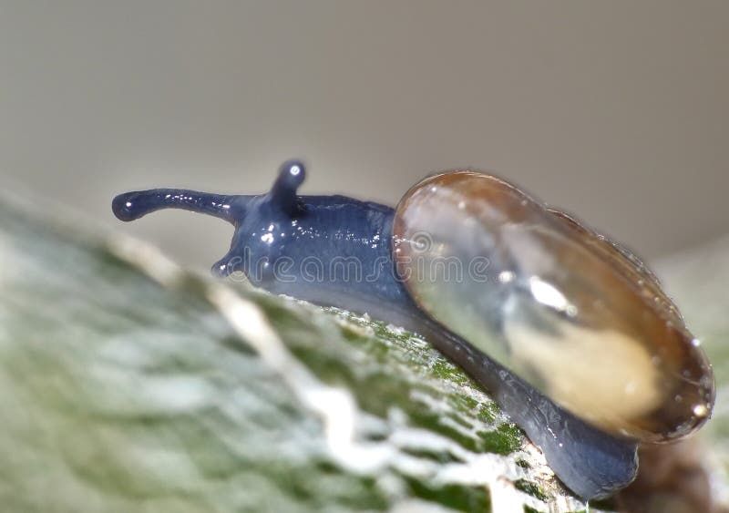 Macro Shot of Tiny Blue Snail Stock Image - Image of slime, grass ...