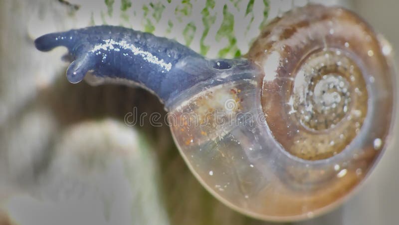 Macro Shot of Tiny Blue Snail Stock Image - Image of closeup, mollusk ...