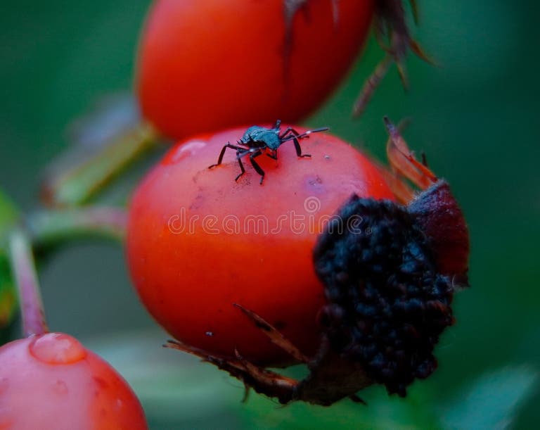 Macro Shot of an Tiny Insect on a Rose Hip Stock Image - Image of berry ...