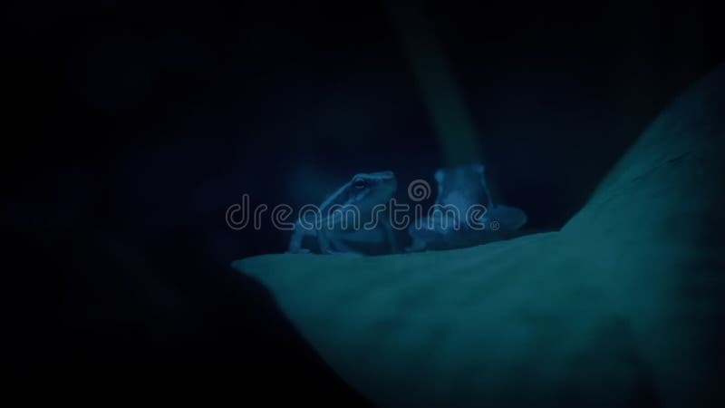 Tiny Jungle Frog Jumps on Leaf in the Dark Stock Footage - Video of ...