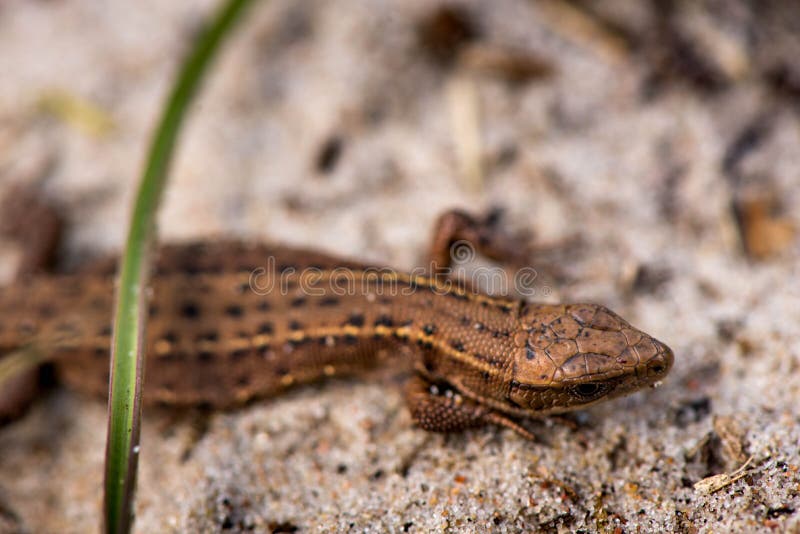 Macro Shot of a Tiny Lizard Stock Image - Image of brown, energy: 78494507