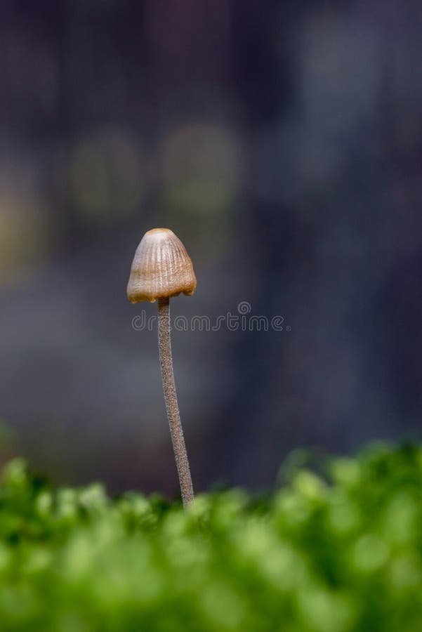 Macro Shot of Tiny Mushroom (probably Mycena Genus) Stock Image - Image of fungi, wood: 357722205