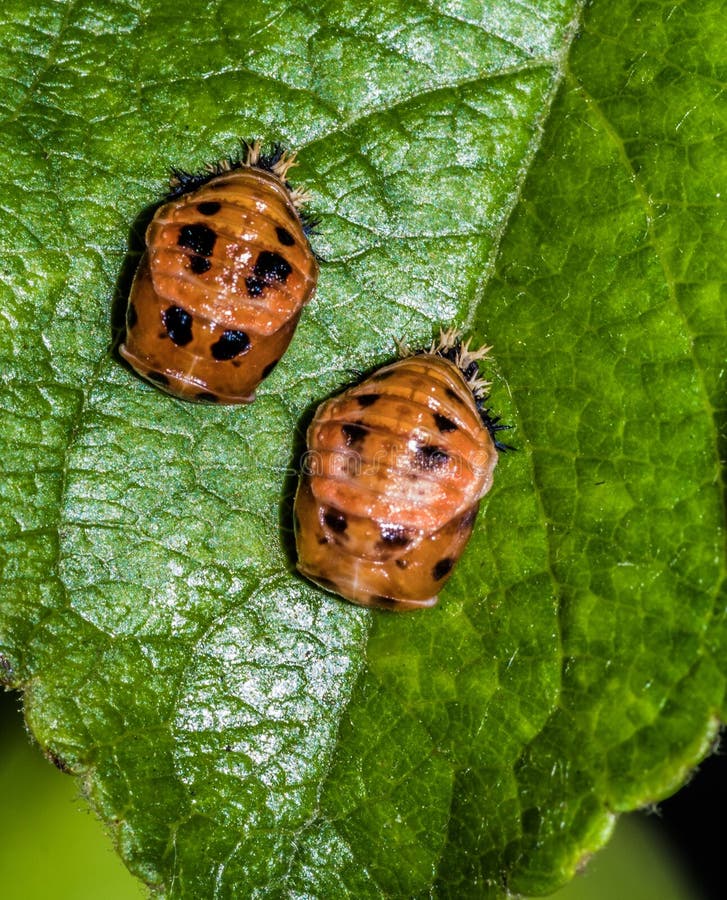 Macro Shot of the Transformation of the Ladybugs on a Leaf Stock Photo ...