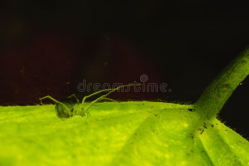 A Macro Shot of a Translucent Spider Under a Leaf Stock Photo - Image ...
