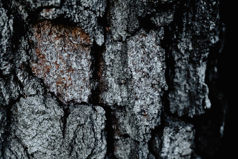 Macro Shot of a Tree Bark. Large Structural Texture Stock Image - Image ...