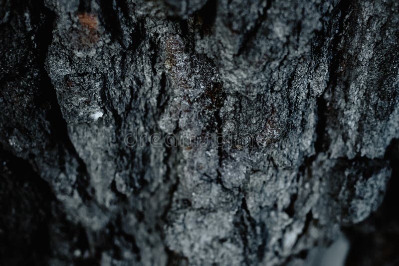 Macro Shot of a Tree Bark. Large Structural Texture Stock Image - Image ...
