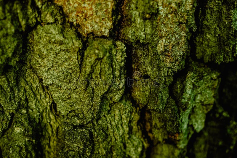 Macro Shot of a Tree Bark. Large Structural Texture Stock Image - Image ...