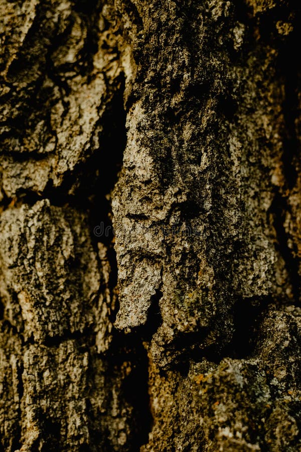 Macro Shot of a Tree Bark. Large Structural Texture Stock Image - Image ...