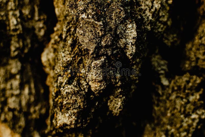 Macro Shot of a Tree Bark. Large Structural Texture Stock Photo - Image ...