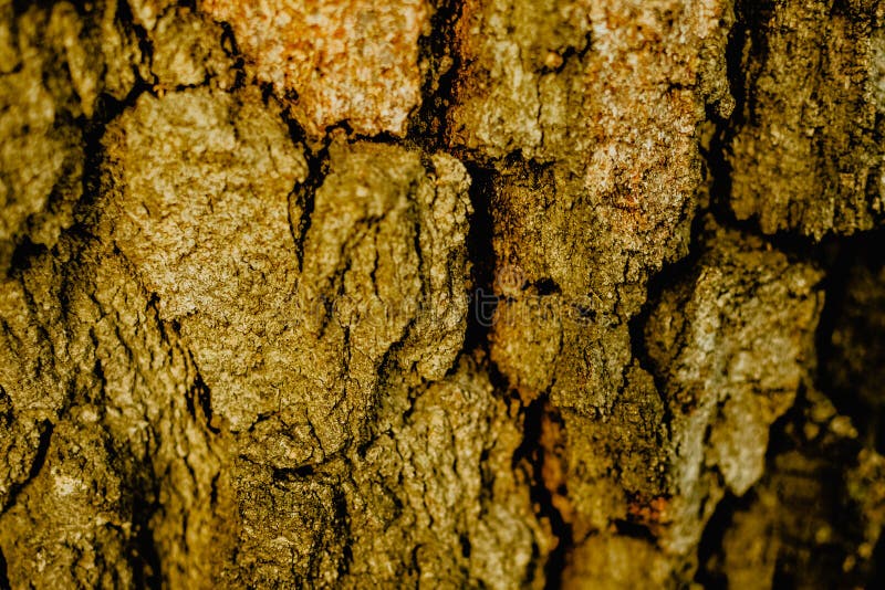 Macro Shot of a Tree Bark. Large Structural Texture Stock Image - Image ...