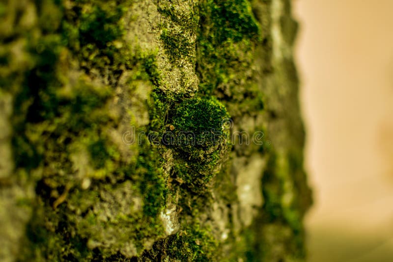 Macro Shot of a Tree Bark. Large Structural Texture Stock Photo - Image ...