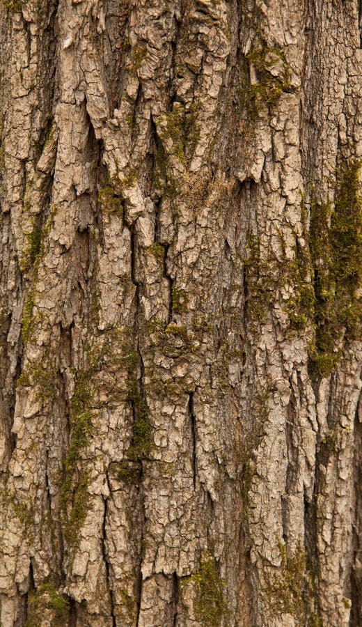 Macro Shot of a Tree Bark. Large Structural Texture Stock Photo - Image ...