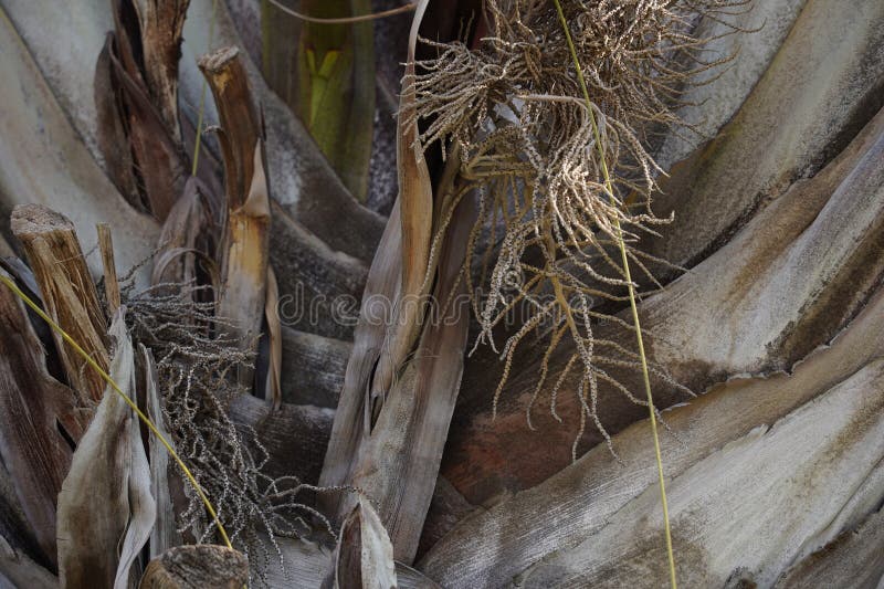 Macro Shot of Tree Bark of a Phoenix Dactylifera Palm Stock Photo ...