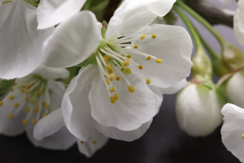 Macro Shot of Tree Flowers in Spring. Stock Photo - Image of petal ...