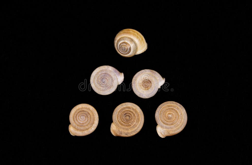 Triangular Array of Snails Shells Stock Image - Image of triangular ...