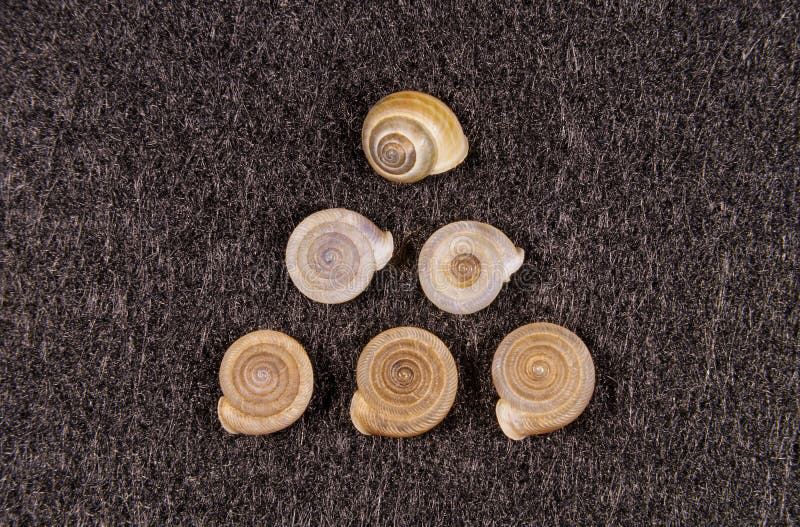 Triangular Array of Snails Shells Stock Image - Image of multi ...