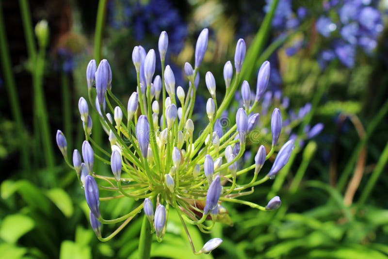 Close Up of a True Blue Allium Beginning To Bloom Stock Image - Image ...