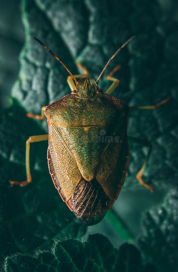 Macro Shot of a True Bugs on a Blue Texture Leaves with Blurred ...