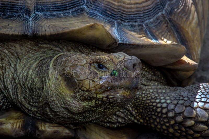 Macro Shot of a Turtle Face with Its Shell Stock Image - Image of ...