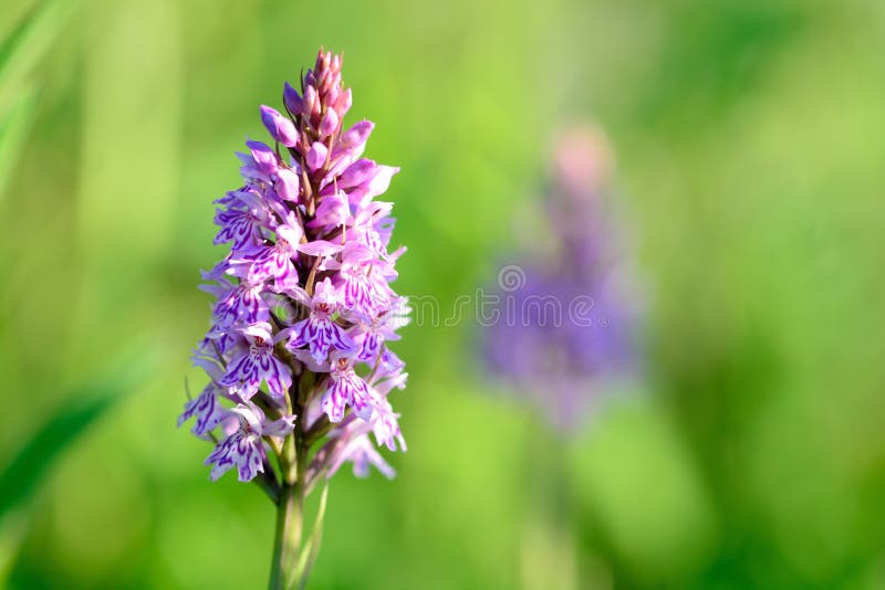 Common spotted orchids stock photo. Image of green, spring - 107233878