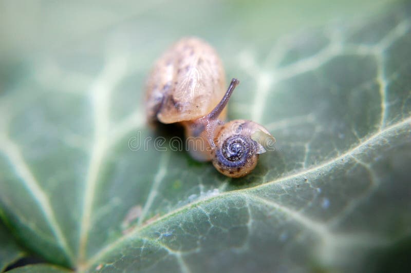 Snails on Ivy stock image. Image of environment, creature - 157539217