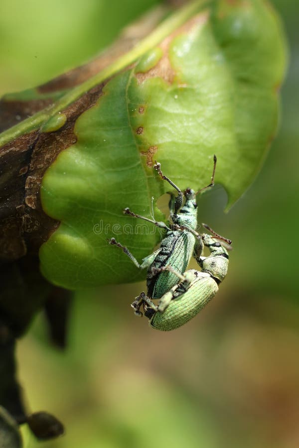 Two Weevil Mating on a Green Leaf in the Forest, Stock Photo - Image of ...