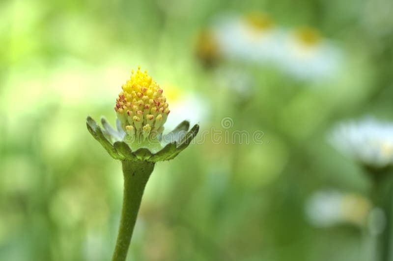 Unopened daisy stock image. Image of petals, love, loves - 73566899