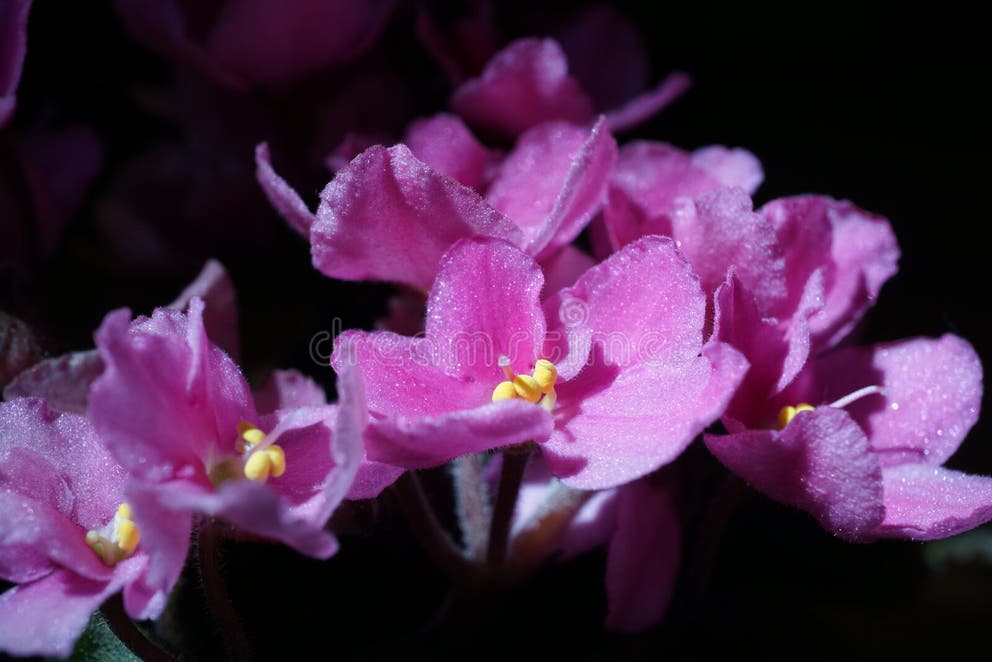 Macro shot of violets stock image. Image of herbal, blooming - 181379133