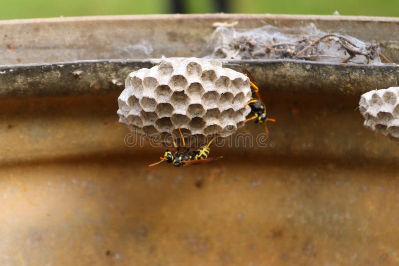 Macro Shot of a Wasp Hive on a Rustic Surface Stock Photo - Image of ...