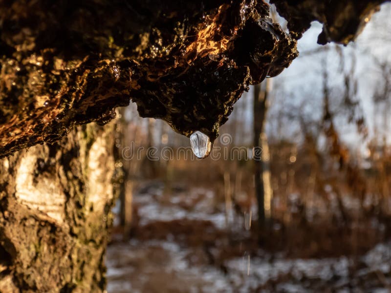 Macro Shot of a Water Drop Dripping from a Tree Trunk in Sunlight in ...