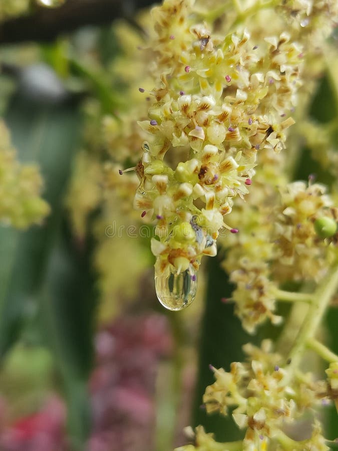 Macro Shot of Water Drop Failing from Mango Inflorescence . Stock Image ...