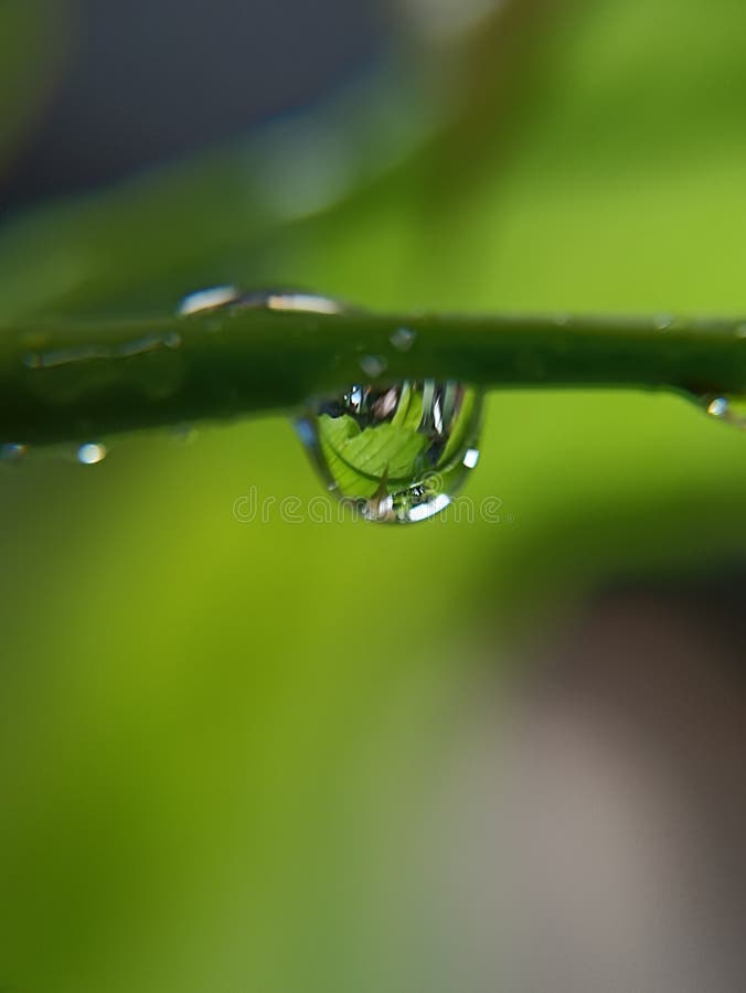 Macro Shot of Water Drop from the Stalk Stock Photo - Image of falling ...