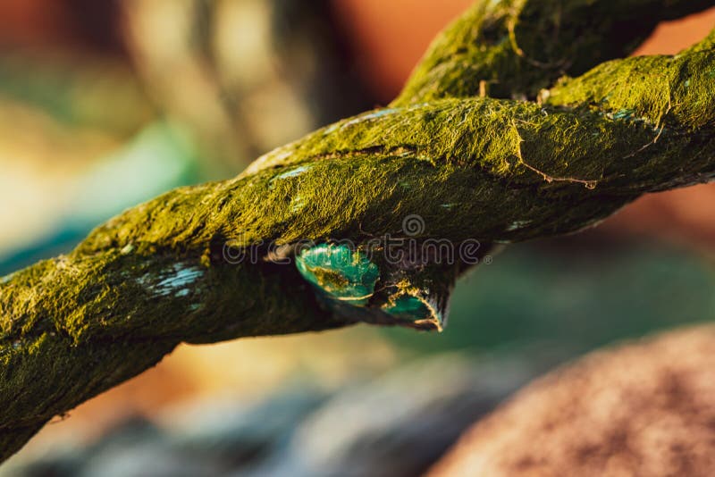 Weathered Mossy Roof with Old Clay Tiles Under Clear Sky Stock Photo ...