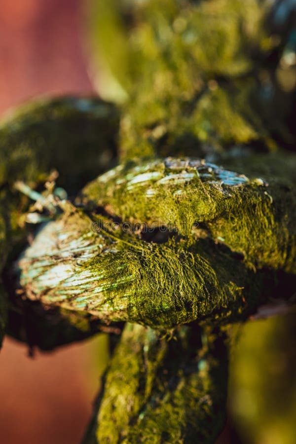 Weathered Mossy Roof with Old Clay Tiles Under Clear Sky Stock Photo ...