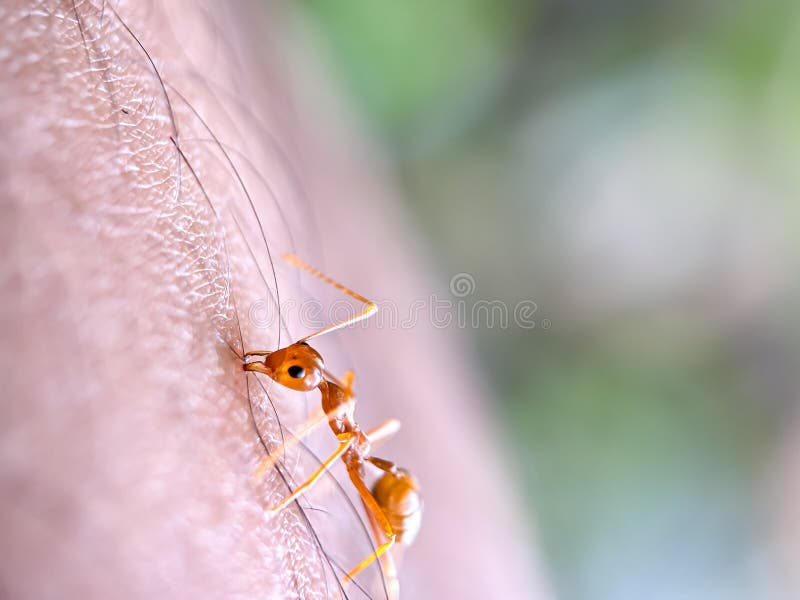 Close up of weaver ants stock photo. Image of human - 339366732