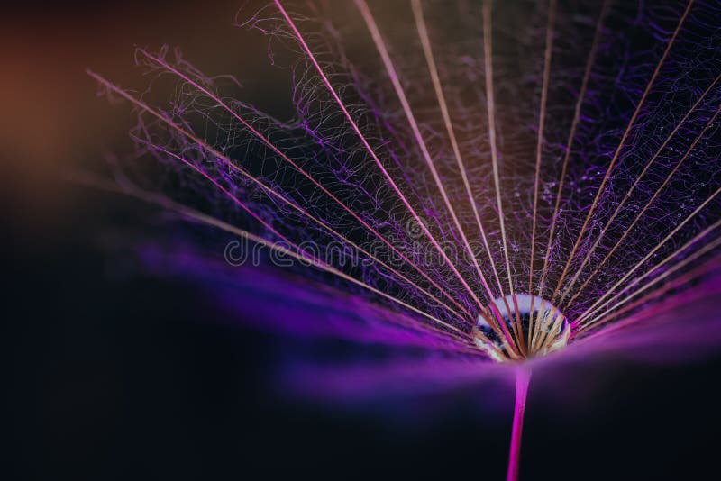 Macro Shot of Western Salsify Covered by Dew and Purple Reflection ...