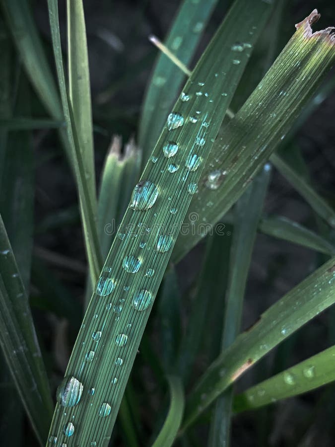 Macro Shot of a Wet Grass Texture Stock Image - Image of wallpaper ...