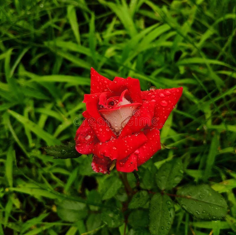 Macro Shot of a Wet Red Garden Rose Growing in the Greenery Stock Photo ...