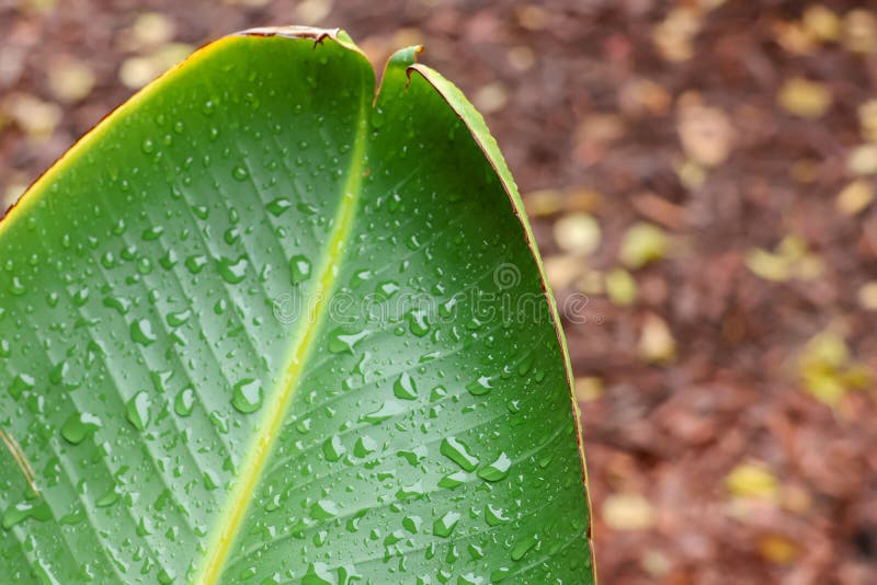 Macro Shot of a Wet Strelitzia Nicolai Leaf Over the Foliage Stock ...