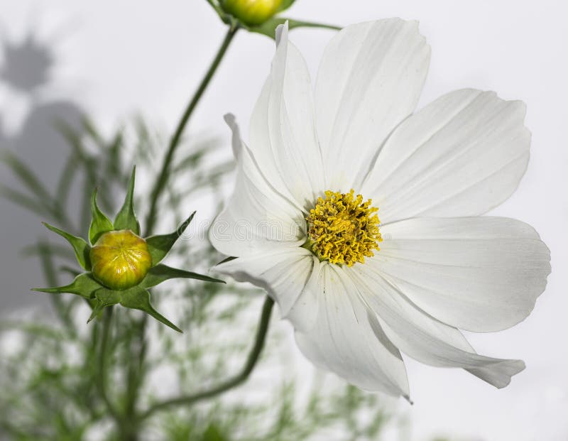 White cosmo flower stock image. Image of cosmos, celebration - 106326235