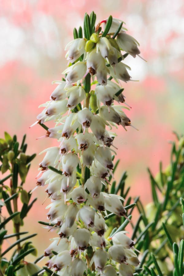 White heather stock photo. Image of nature, delicate - 106732300