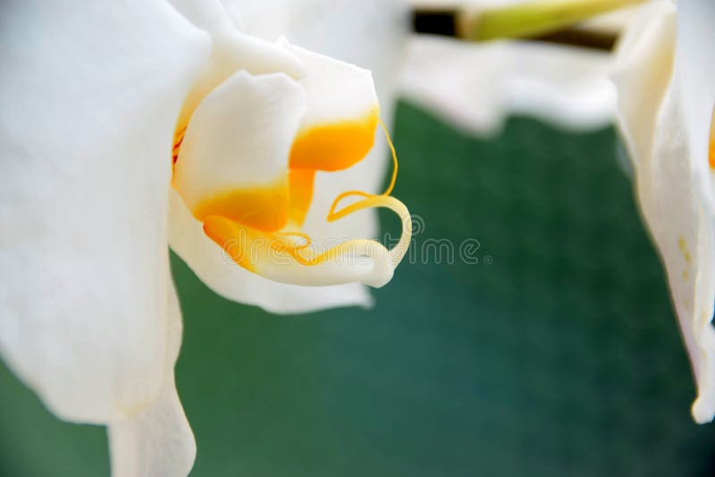 Orchids Side View in Front of Pastel Colored Background Stock Image ...