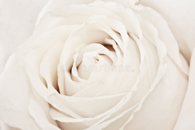 Macro shot of white rose stock photo. Image of blossom - 34527910