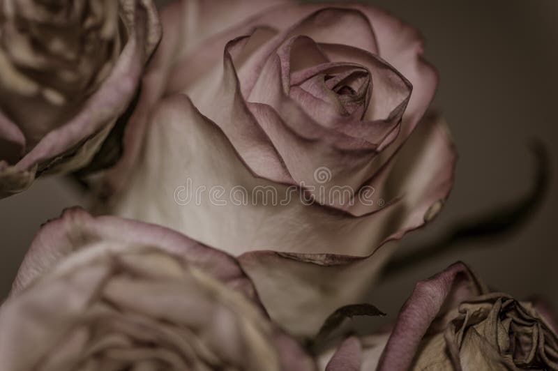 Macro Shot of a White Rose with Red Edges Stock Image - Image of ...