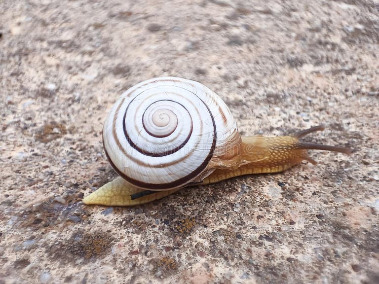129 Spiral Pavement Texture Stock Photos - Free & Royalty-Free Stock ...