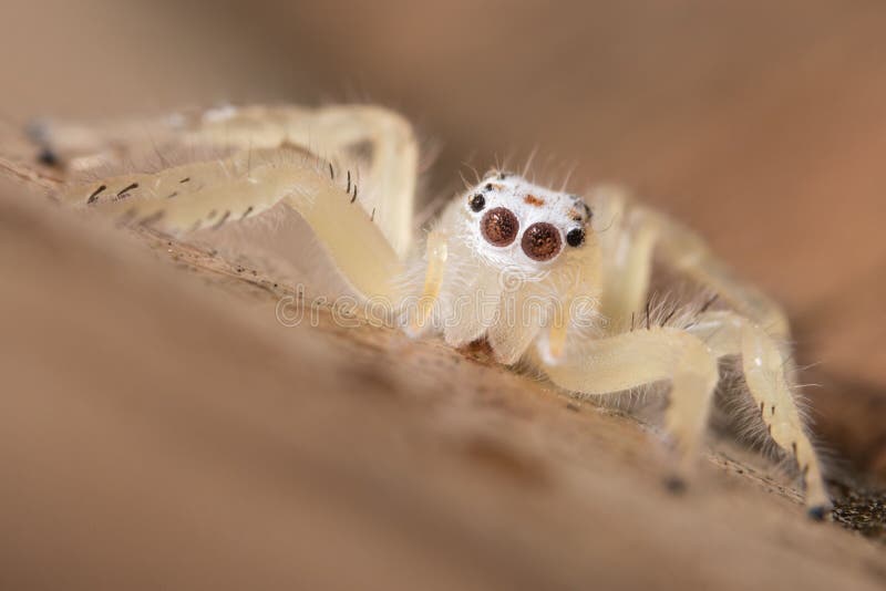 Macro Shot of a White Spider on the Ground Stock Photo - Image of ...
