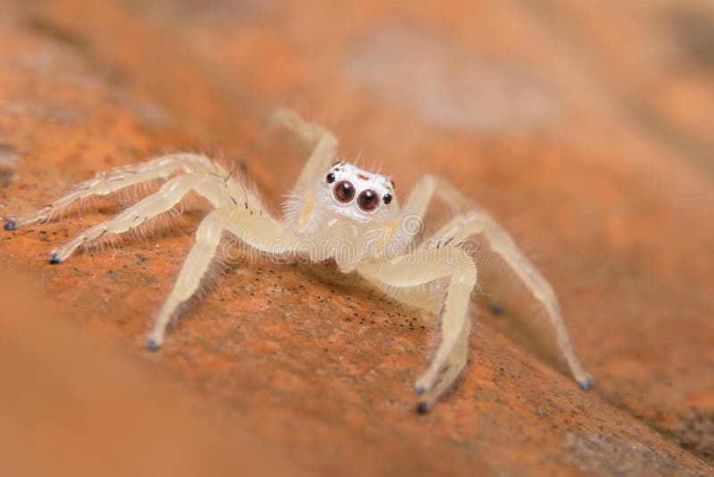 Macro Shot of a White Spider on the Ground Stock Photo - Image of ...