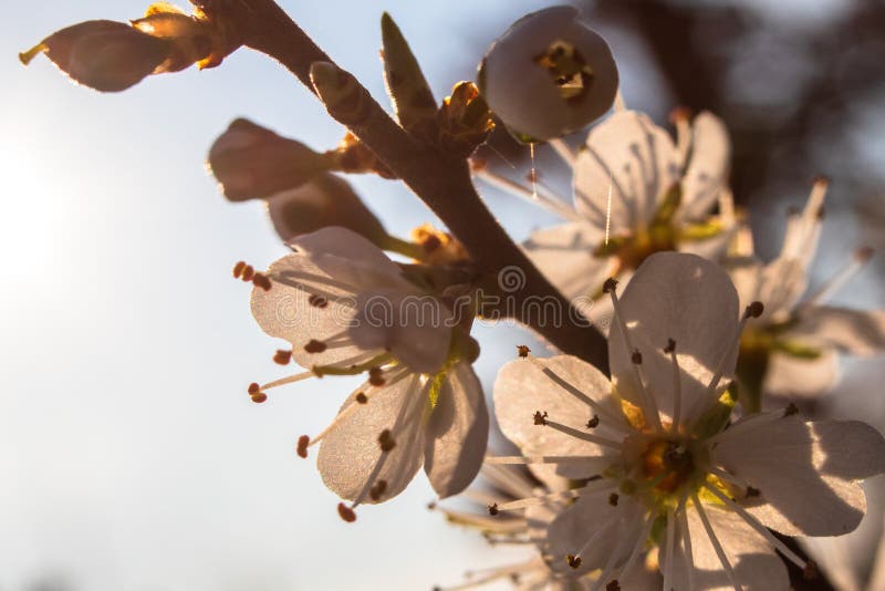 Macro Shot of Wild Fruit Tree Blossoms Stock Photo - Image of beautiful ...