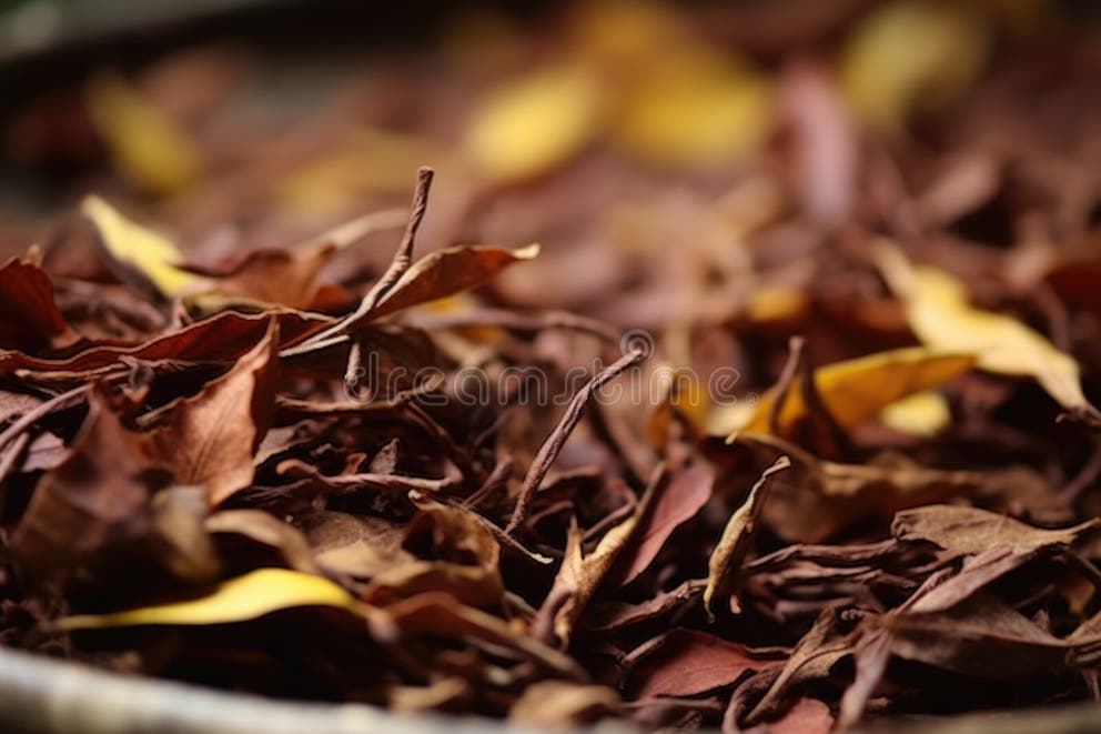 Macro Shot of Withered Tea Leaves Ready for Processing Stock ...