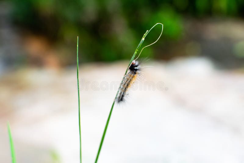 Macro Shot of Worm on a Grass Beautiful Stock Photo - Image of focus ...